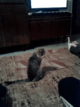 GIF floating - animated GIF on GIFER