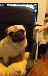 Homerjaypug bonito fofo GIF - Encontrar em GIFER