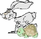 GIF tortoise - animated GIF on GIFER