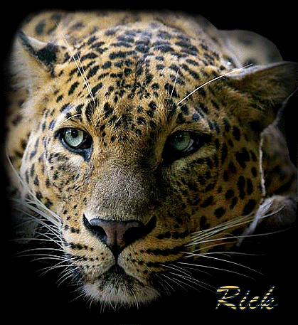 Cheetah GIF - Find on GIFER