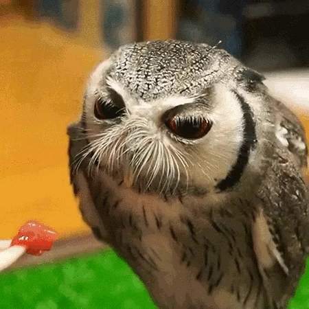 Nom GIF on GIFER - by Mohn