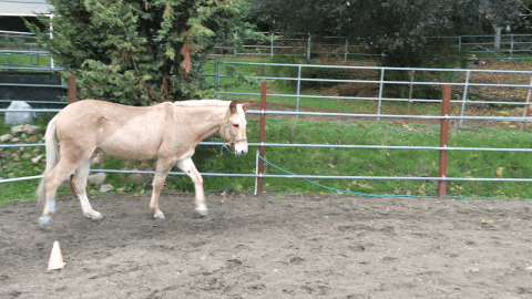 Injury update GIF - Find on GIFER