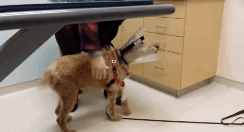 GIF blind - animated GIF on GIFER