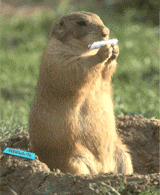 Gopher GIF - Find on GIFER