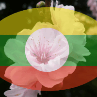 Shan GIF - Find on GIFER