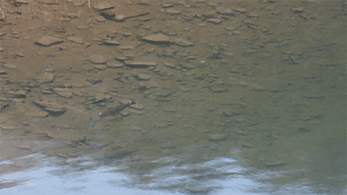 Fish new york country GIF - Find on GIFER
