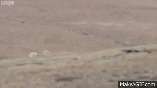 Bbc bbc natural world GIF - Encontrar en GIFER