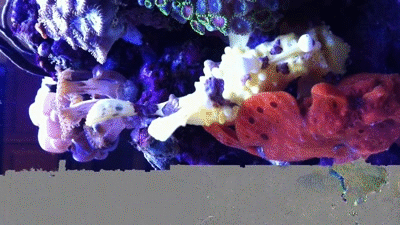 Coral GIF on GIFER - by Buriel