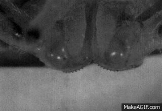 GIF discovered - animated GIF on GIFER