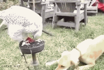 GIF dog lunch hawk - animated GIF on GIFER