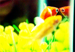 Ob GIF - Find on GIFER