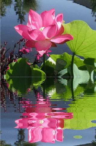 Lotus GIF - Find on GIFER