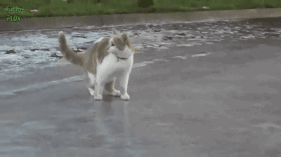 Гифка лед котик кошка гиф картинка, скачать анимированный gif на GIFER
