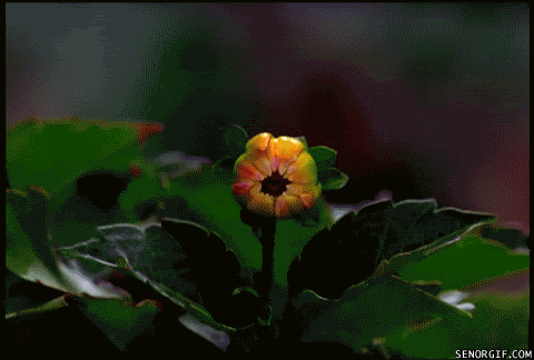 Plants GIF on GIFER - by Daigul