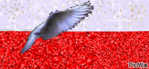 Polska GIF - Find on GIFER