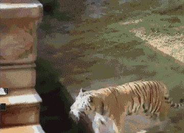 Tigers larry pmt GIF - Find on GIFER