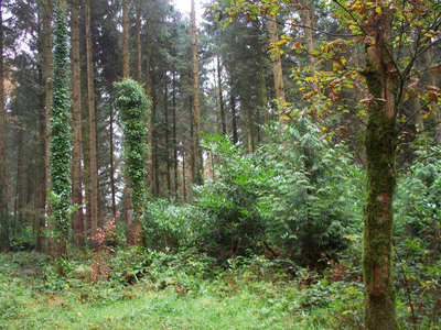 Ffc GIF - Find on GIFER