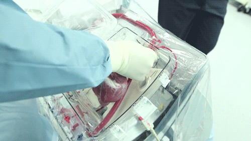 Heart GIF - Find on GIFER