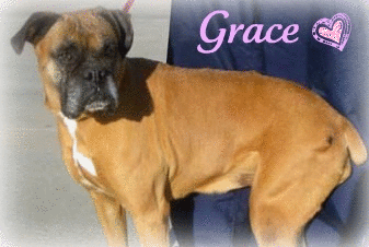 Boxer GIF - Find on GIFER