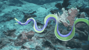 Trippy Ribbon Eel Gif Find On Gifer