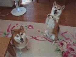 New look GIF - Find on GIFER