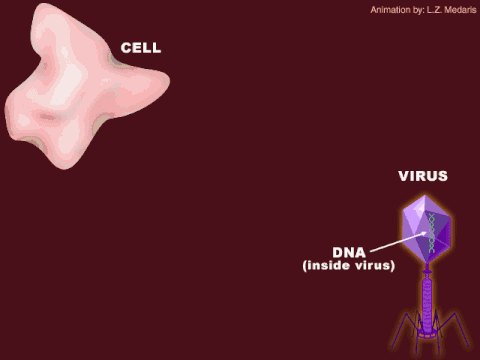Cells GIF - Find on GIFER