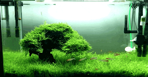Tree GIF - Find on GIFER