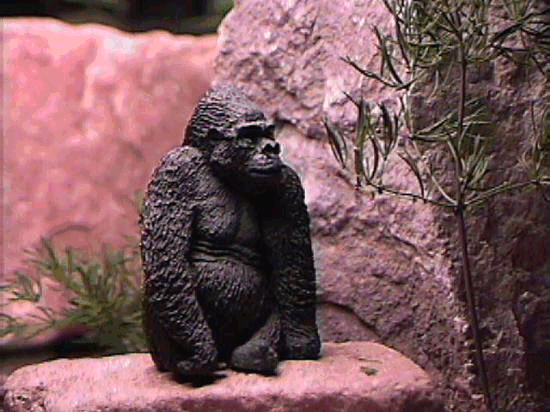 Collection zoo GIF - Find on GIFER