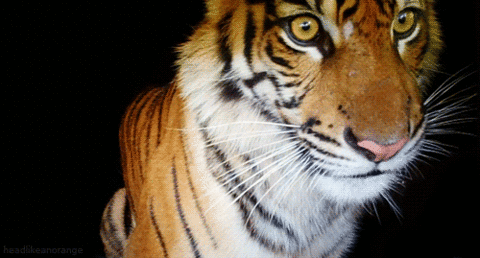 High GIF - Find on GIFER