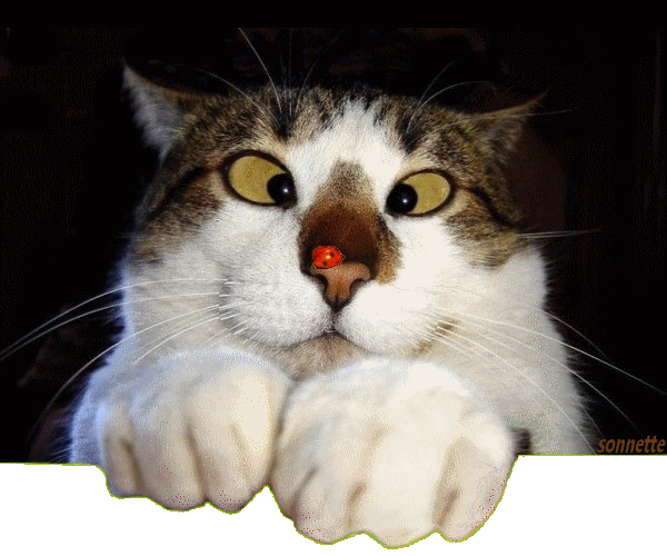 Humour GIF - Find on GIFER