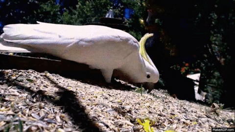 Cockatoo GIF - Find on GIFER