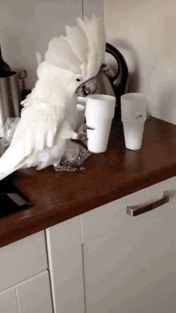 Cockatoo animals cup GIF - Find on GIFER