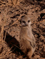 Gif De Suricata Con Ojos Saltones Meerkats En Sentry Prestaciones