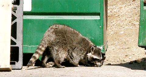 Racoon GIF - Find on GIFER