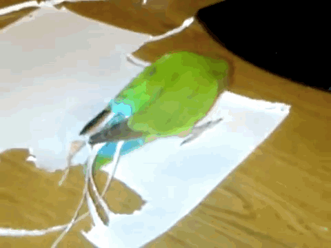 Feathers GIF - Find on GIFER