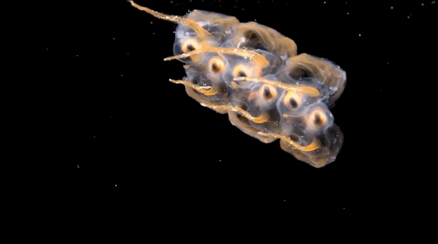 Microscopic GIF - Find on GIFER