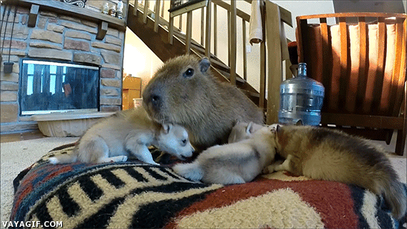 GIF hay - animated GIF on GIFER