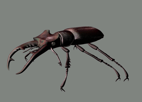 Beetle GIF - Find on GIFER