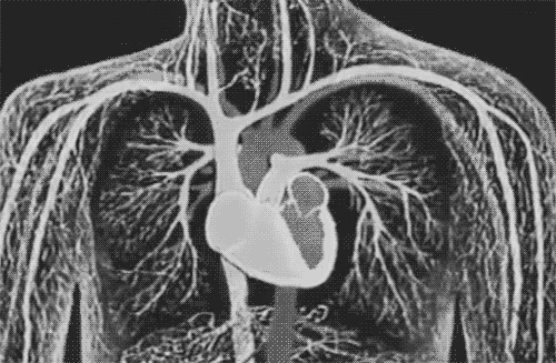 Heartbeat heart anatomy GIF - Find on GIFER