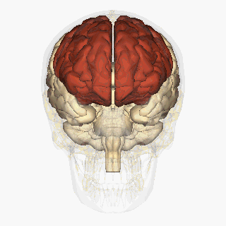 Brain GIF - Find on GIFER