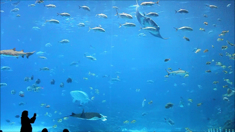 Aquarium gallon tank GIF on GIFER - by Dugis