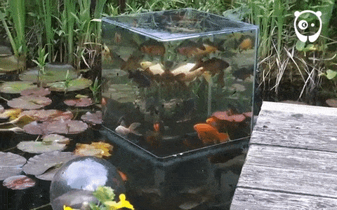 Aquarium GIF - Find on GIFER