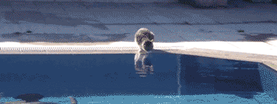 Cat pool GIF - Find on GIFER