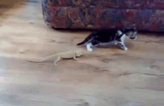 Freak out GIF - Find on GIFER
