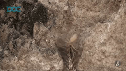 Prey GIF - Find on GIFER