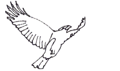 Crows GIF - Find on GIFER