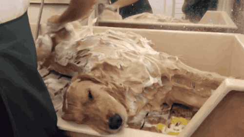 Dog animals bath GIF - Find on GIFER