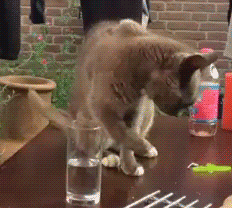 Escape GIF - Find on GIFER