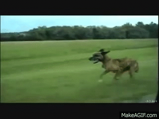 Animal fail GIF - Find on GIFER