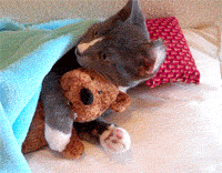 Cat kitty cuddle GIF - Find on GIFER